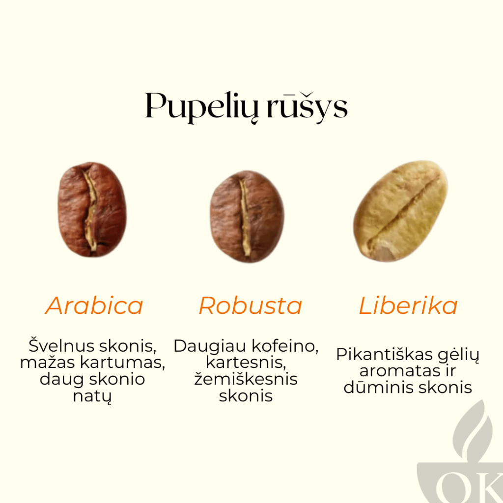 Kavos Rūšys: Kuo Skiriasi Pupelių Savybės?